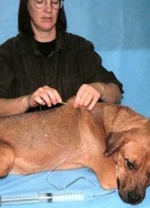 Fluid Therapy Information About Your Dog and Cat