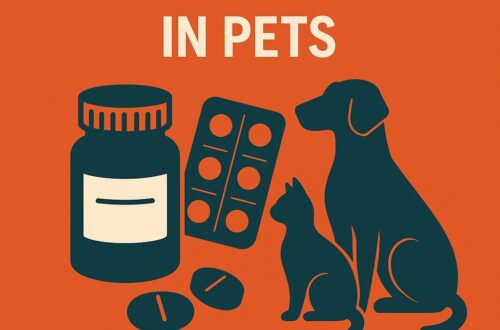 Zenalpha® for Dogs: A Safer Option for Veterinary Sedation