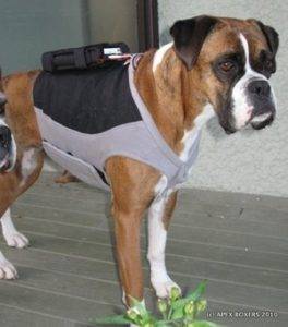 ARVC in Dogs - A Dangerous Heart Muscle Disease