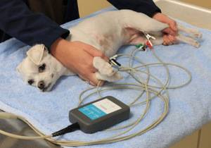 Bedside Tests in Veterinary Emergency Rooms